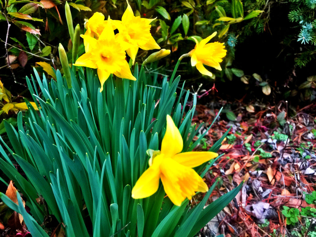 Spring is on its way at the Old Caledonian Bed & Breakfast!